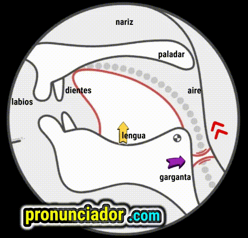 La ‘N’ inglesa NO vive donde la española (Guía Visual Anatómica)