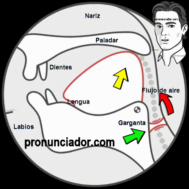 Domina la G /ɡ/ en Inglés: Guía de Pronunciación Definitiva